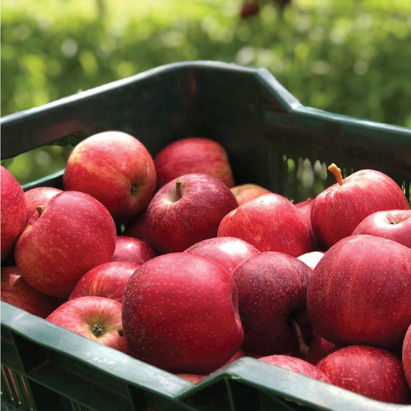 Kyssa Farms | Certified organic & natural produce to your doorstep